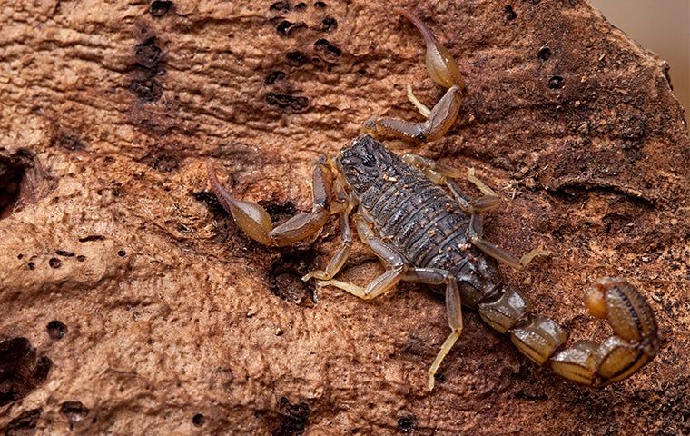Scorpions In Dallas: What You Ought To Know | Quell Pest Control