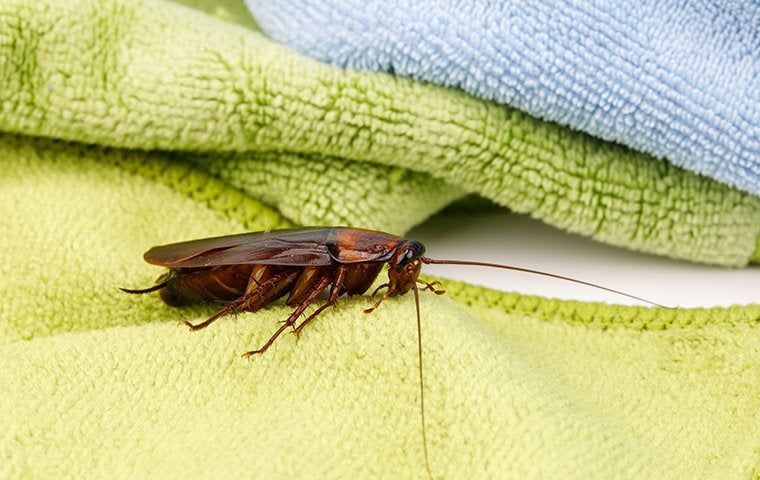 The Key To Effective American Cockroach Control In Queen Creek | Quell ...
