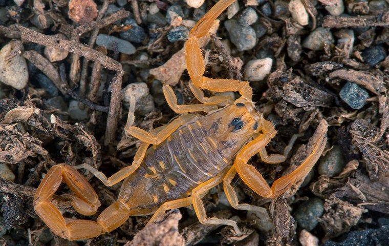 The Best Way To Get Rid Of Scorpions On Your Queen Creek Property ...