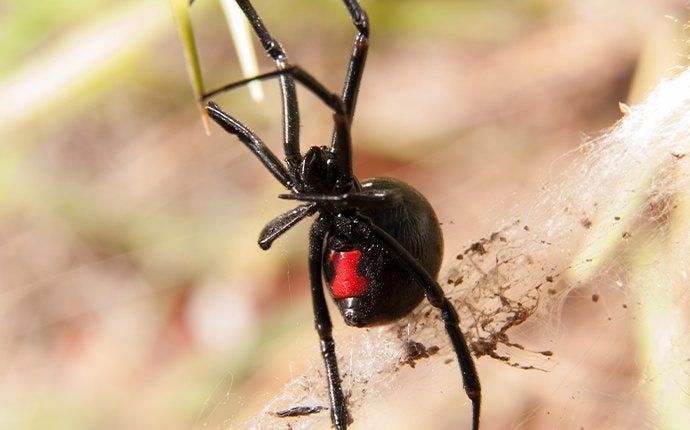 How To Tell If The Spiders In Your Queen Creek Home Are Dangerous