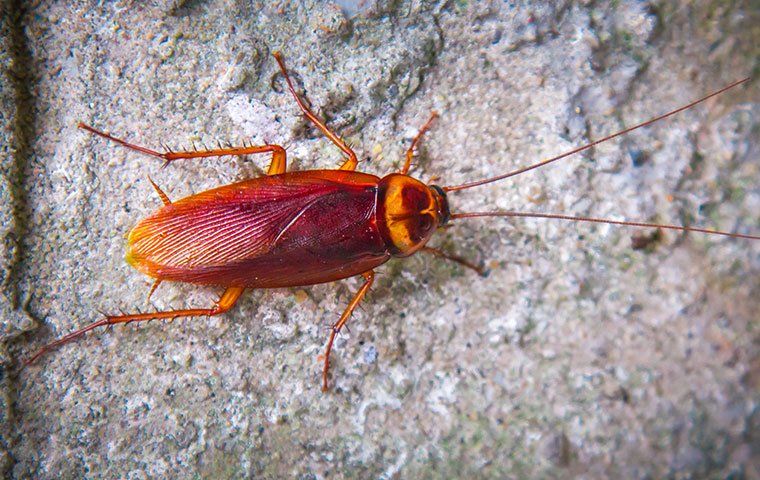 The Secret To Effective Cockroach Control In Queen Creek | Quell Pest ...