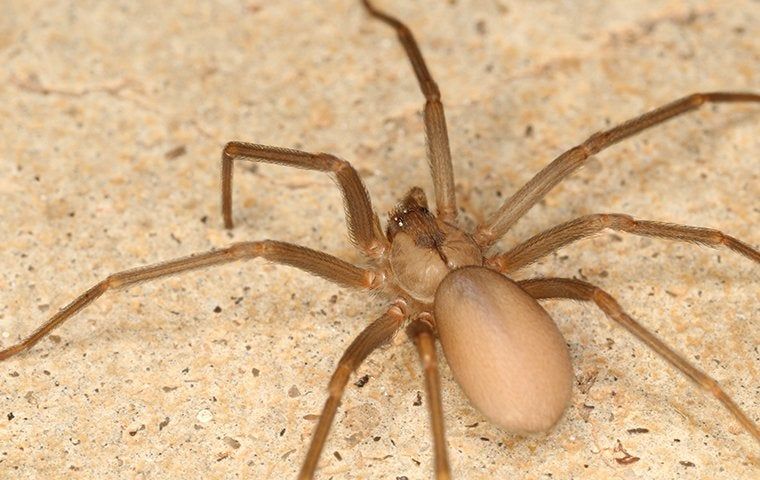Common Spiders Found In Dallas | Quell Pest Control