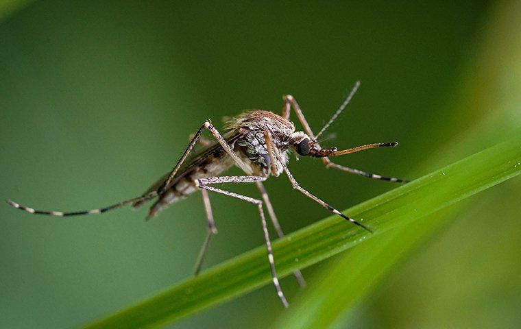How Dangerous Are Mosquitoes In Queen Creek? | Quell Pest Control